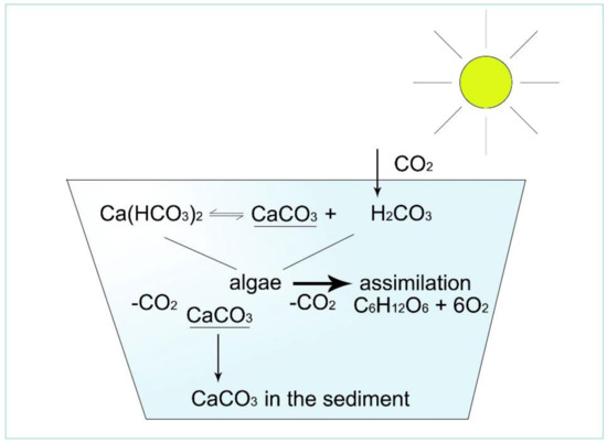 Life | Free Full-Text | Carp Breeding in the Carpathian Basin with a ...
