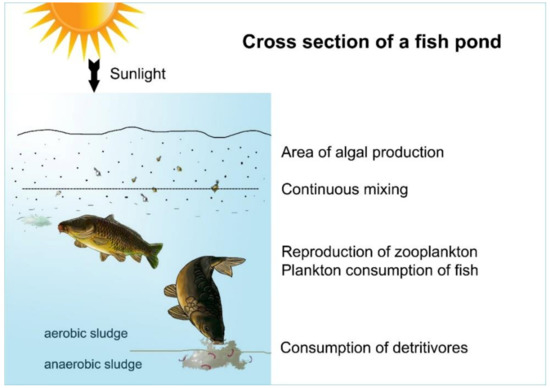 Life | Free Full-Text | Carp Breeding in the Carpathian Basin with a ...