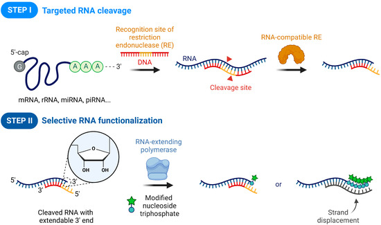 Selective RNA Labeling by RNA-Compatible Type II Restriction Endonuclease and RNA-Extending DNA ...