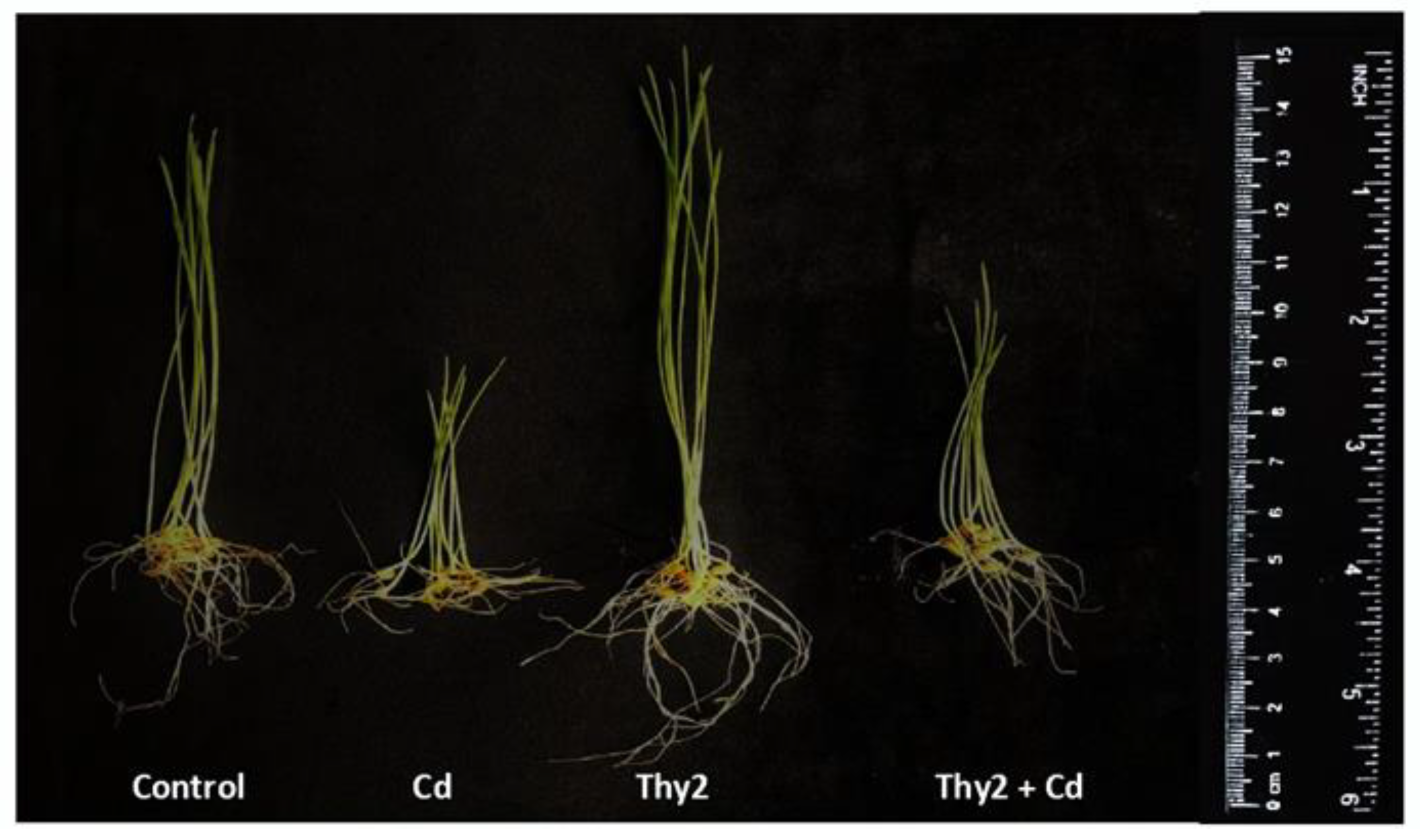 Effects of Rhizobium leguminosarum Thy2 on the Growth and Tolerance to Cadmium Stress of Wheat ...