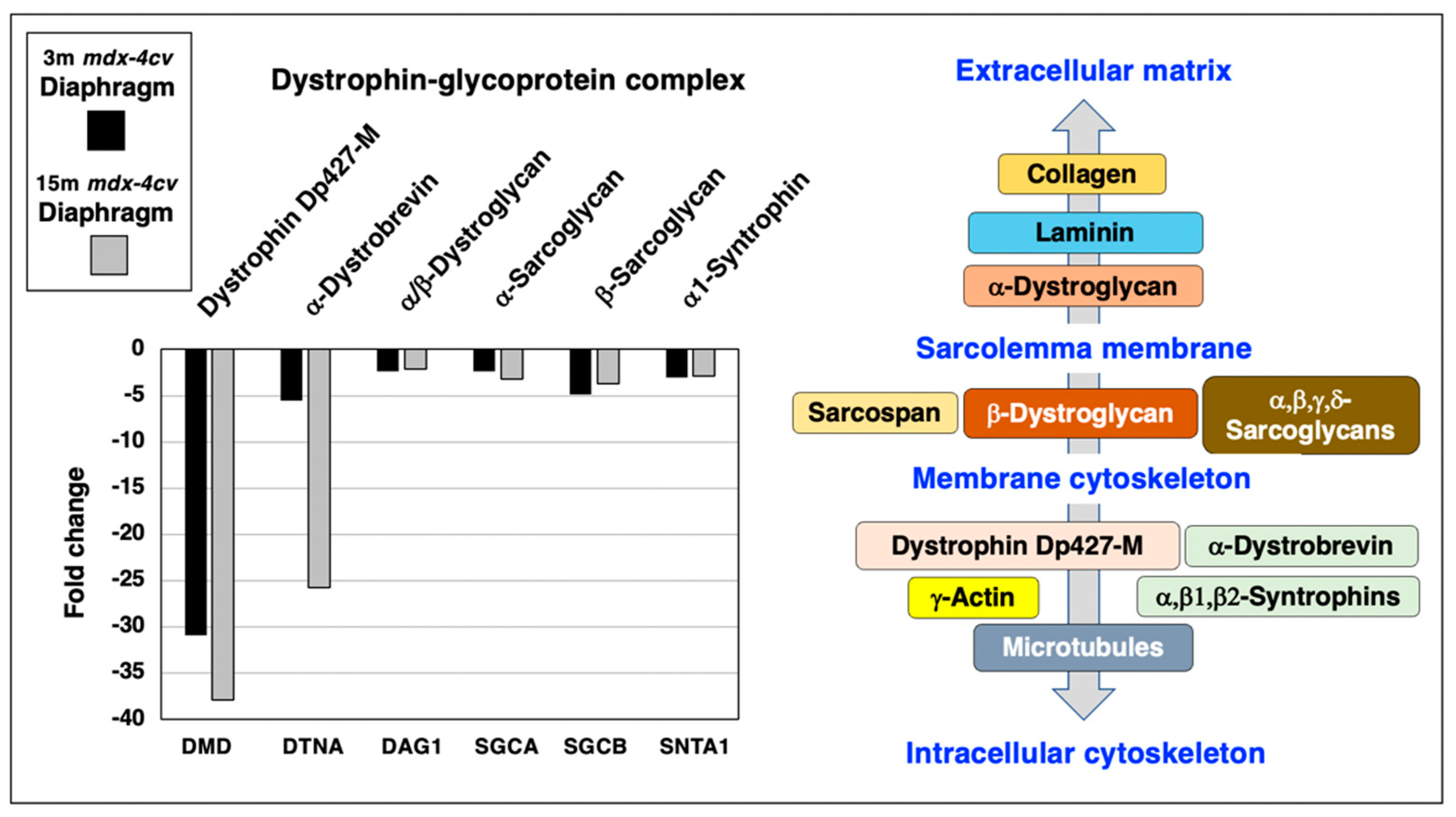 Proteomic Identification of Markers of Membrane Repair, Regeneration ...