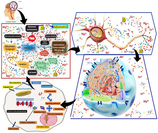 Lithium Biological Action Mechanisms after Ischemic Stroke
