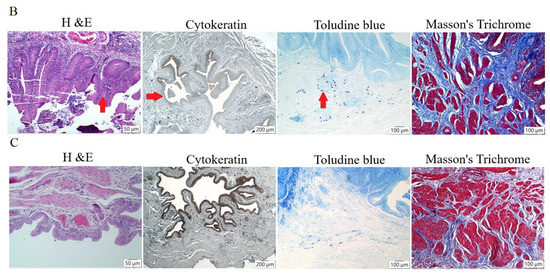 Dehydrated Human Amnion-Chorion Membrane Extracts Can Ameliorate ...