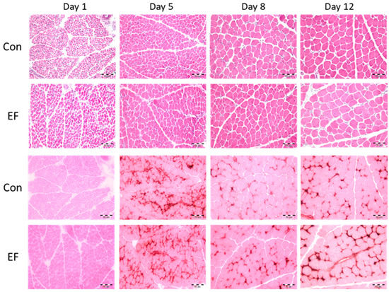 Effects of the Probiotic Enterococcus faecium on Muscle Characteristics ...