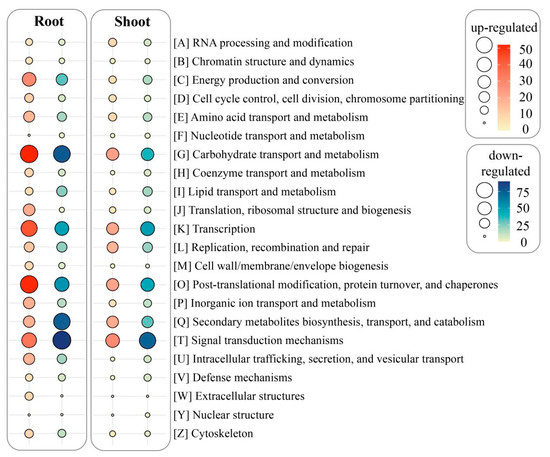 Transcriptome Analysis of Cyanide-Treated Rice Seedlings: Insights into ...