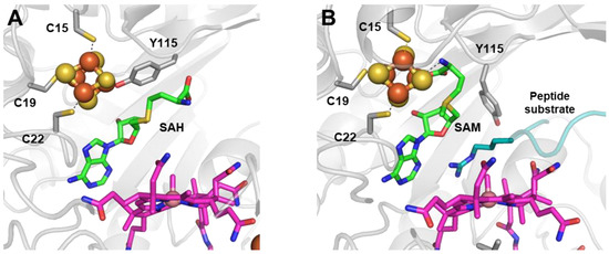 Life | Free Full-Text | Structure and Catalytic Mechanism of Radical ...