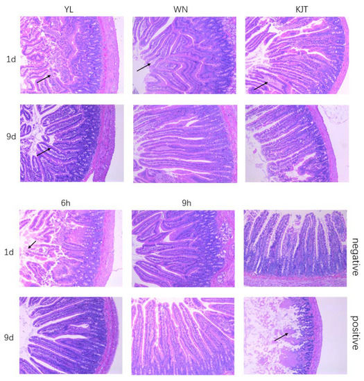 Combined Therapy of Probiotic Microcapsules and Bomidin in Vibrio ...