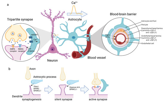 Crosstalk between Blood Vessels and Glia during the Central Nervous ...
