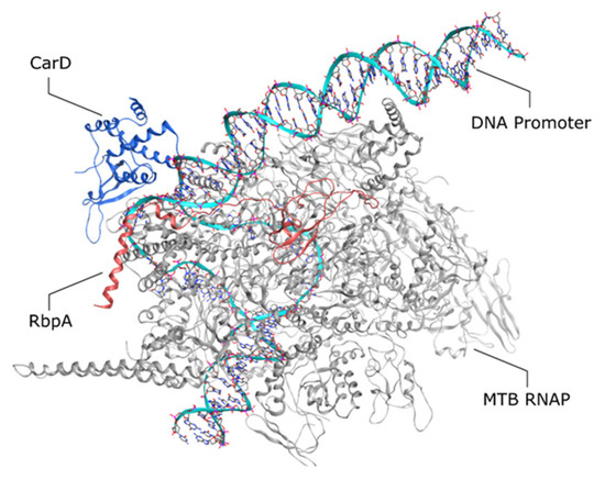 M. tuberculosis Transcription Machinery: A Review on the Mycobacterial ...