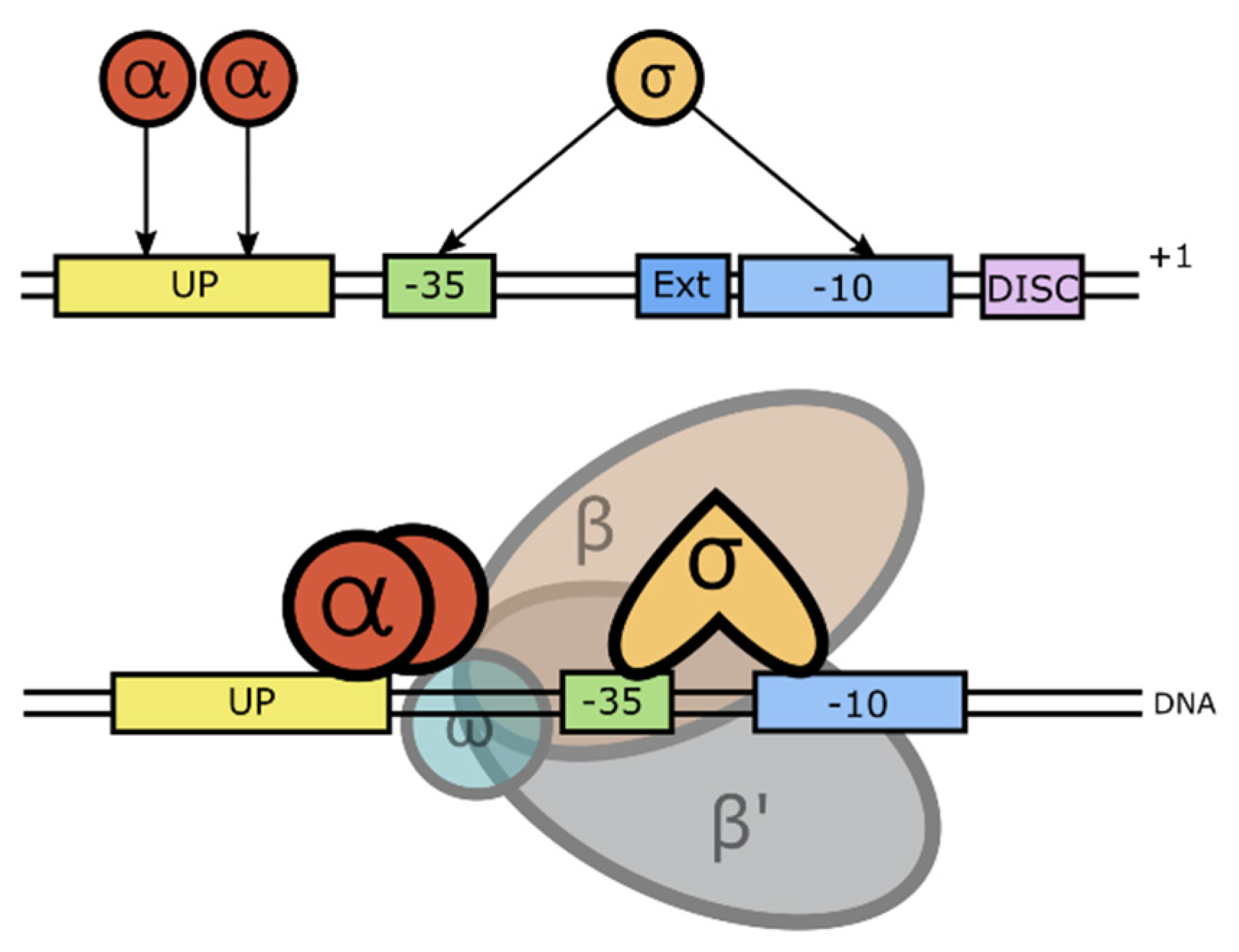 M. tuberculosis Transcription Machinery: A Review on the Mycobacterial ...