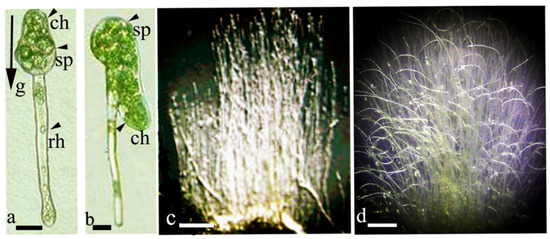 Gravi-Sensitivity of Mosses and Their Gravity-Dependent Ontogenetic ...