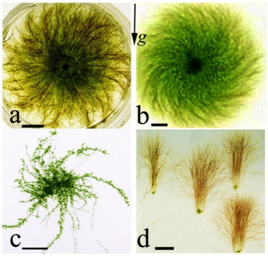 Gravi-Sensitivity of Mosses and Their Gravity-Dependent Ontogenetic ...