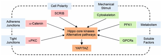 The Regulation of the Hippo Pathway by Intercellular Junction Proteins