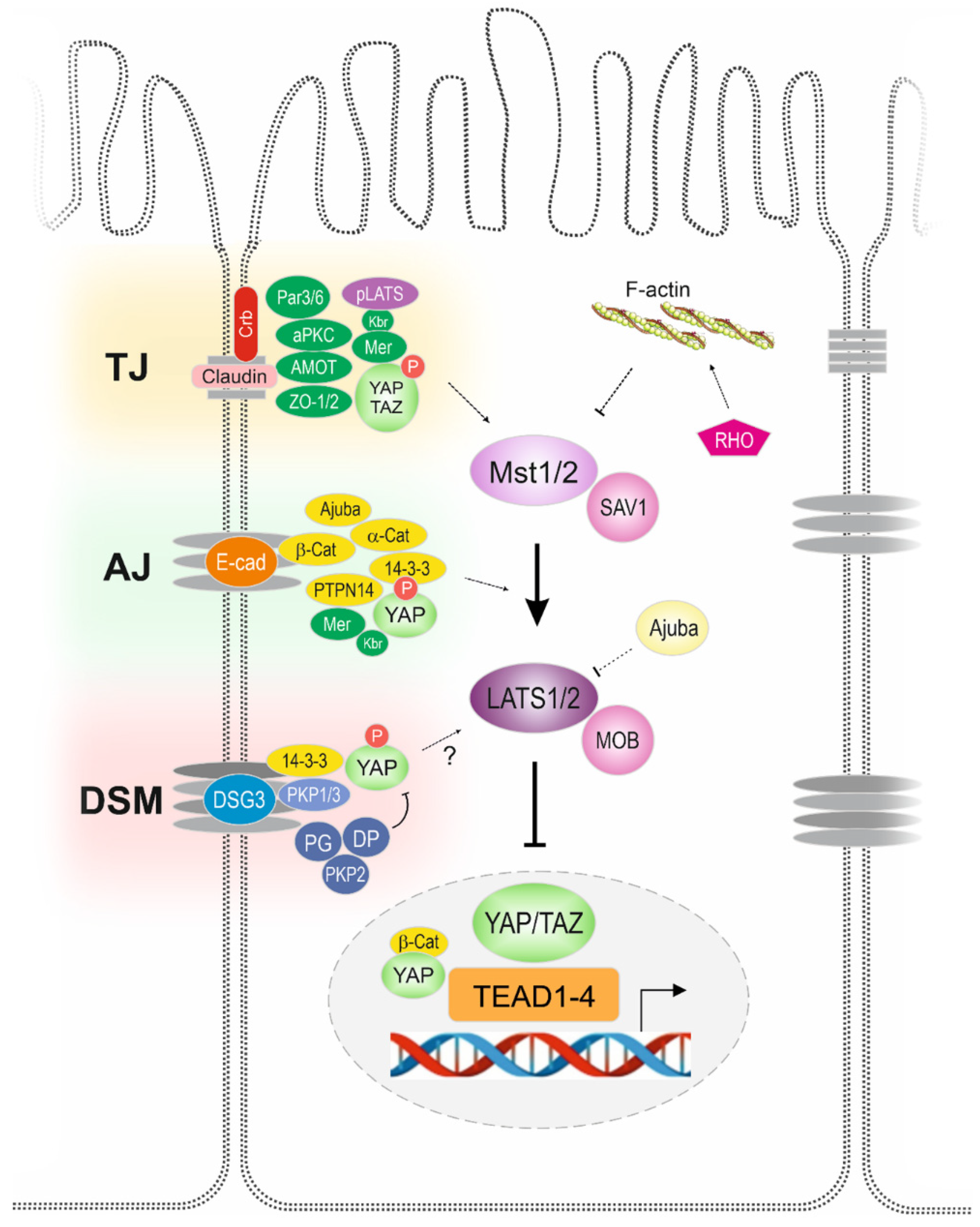 The Regulation of the Hippo Pathway by Intercellular Junction Proteins