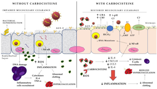 Mucolytic and Antioxidant Properties of Carbocysteine as a Strategy in ...