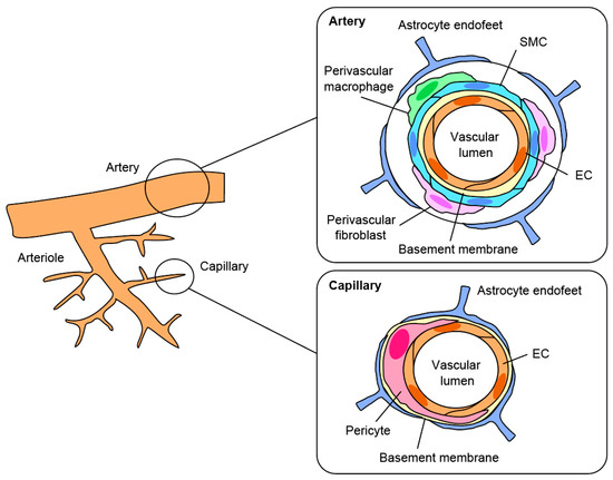 The Multiple Roles of Pericytes in Vascular Formation and Microglial ...