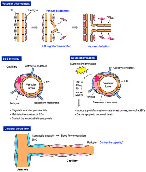 The Multiple Roles of Pericytes in Vascular Formation and Microglial ...