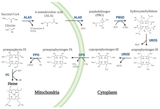 Recent Insights into the Pathogenesis of Acute Porphyria Attacks and ...