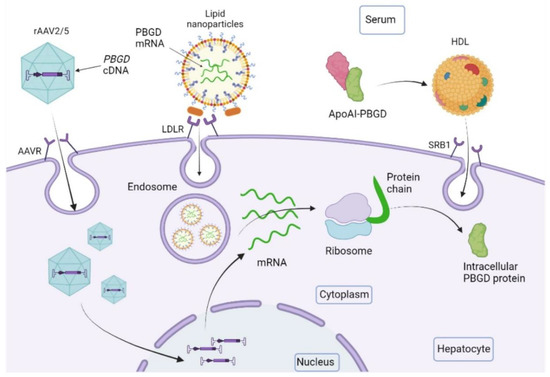 Recent Insights into the Pathogenesis of Acute Porphyria Attacks and ...