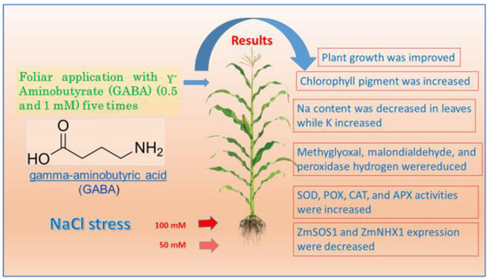 Exogenous γ-Aminobutyric Acid (GABA) Application Mitigates Salinity ...