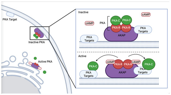 Functional Insights into Protein Kinase A (PKA) Signaling from C. elegans