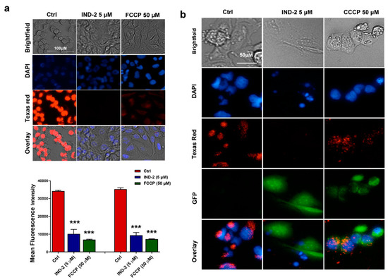 IND-2, a Quinoline Derivative, Inhibits the Proliferation of Prostate ...