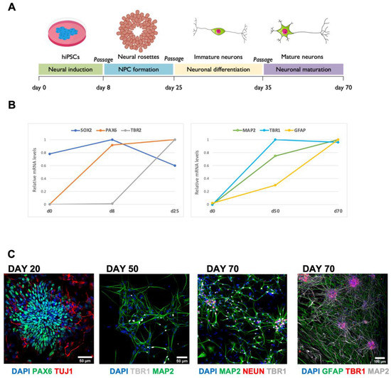 Human iPSC-Derived Cortical Neurons Display Homeostatic Plasticity