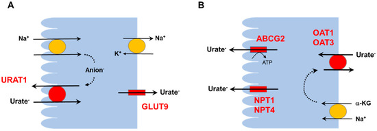 Altered Serum Uric Acid Levels in Kidney Disorders