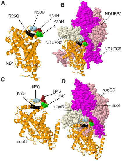 Analysis of Human Clinical Mutations of Mitochondrial ND1 in a ...