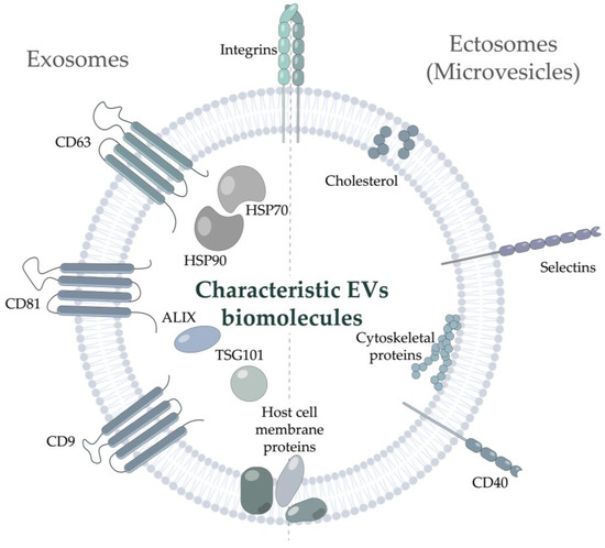 Extracellular Vesicles in Chronic Demyelinating Diseases: Prospects in ...