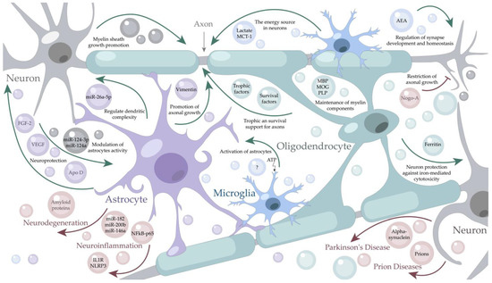 Extracellular Vesicles in Chronic Demyelinating Diseases: Prospects in Treatment and Diagnosis ...