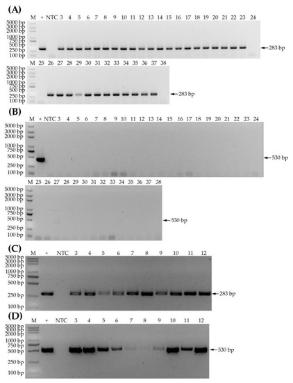 Rapid, Sensitive and Simultaneous Detection of Two Wheat RNA Viruses Using Reverse Transcription ...