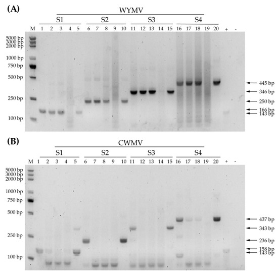Rapid, Sensitive and Simultaneous Detection of Two Wheat RNA Viruses ...