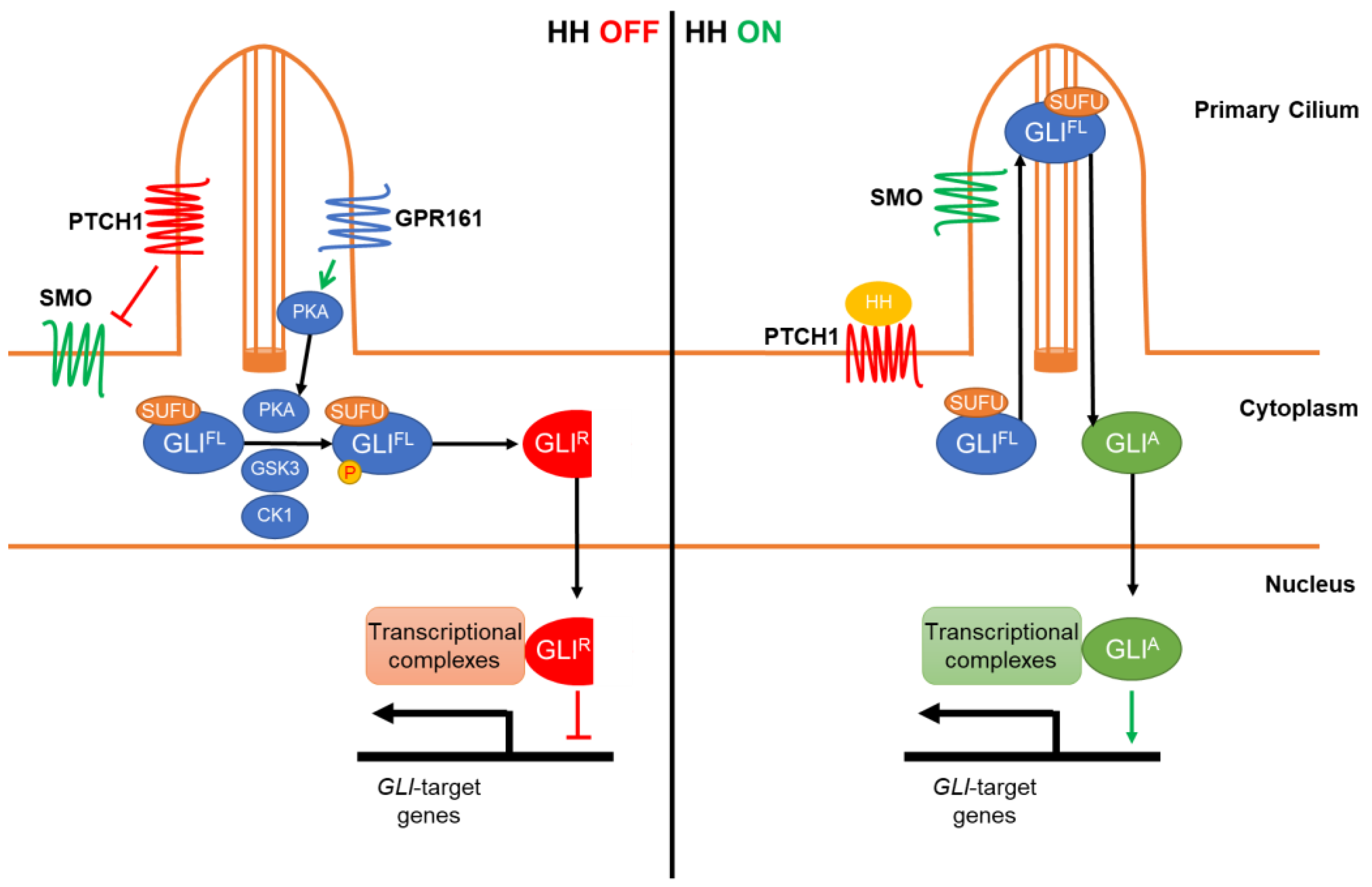 Multiprotein GLI Transcriptional Complexes as Therapeutic Targets in Cancer