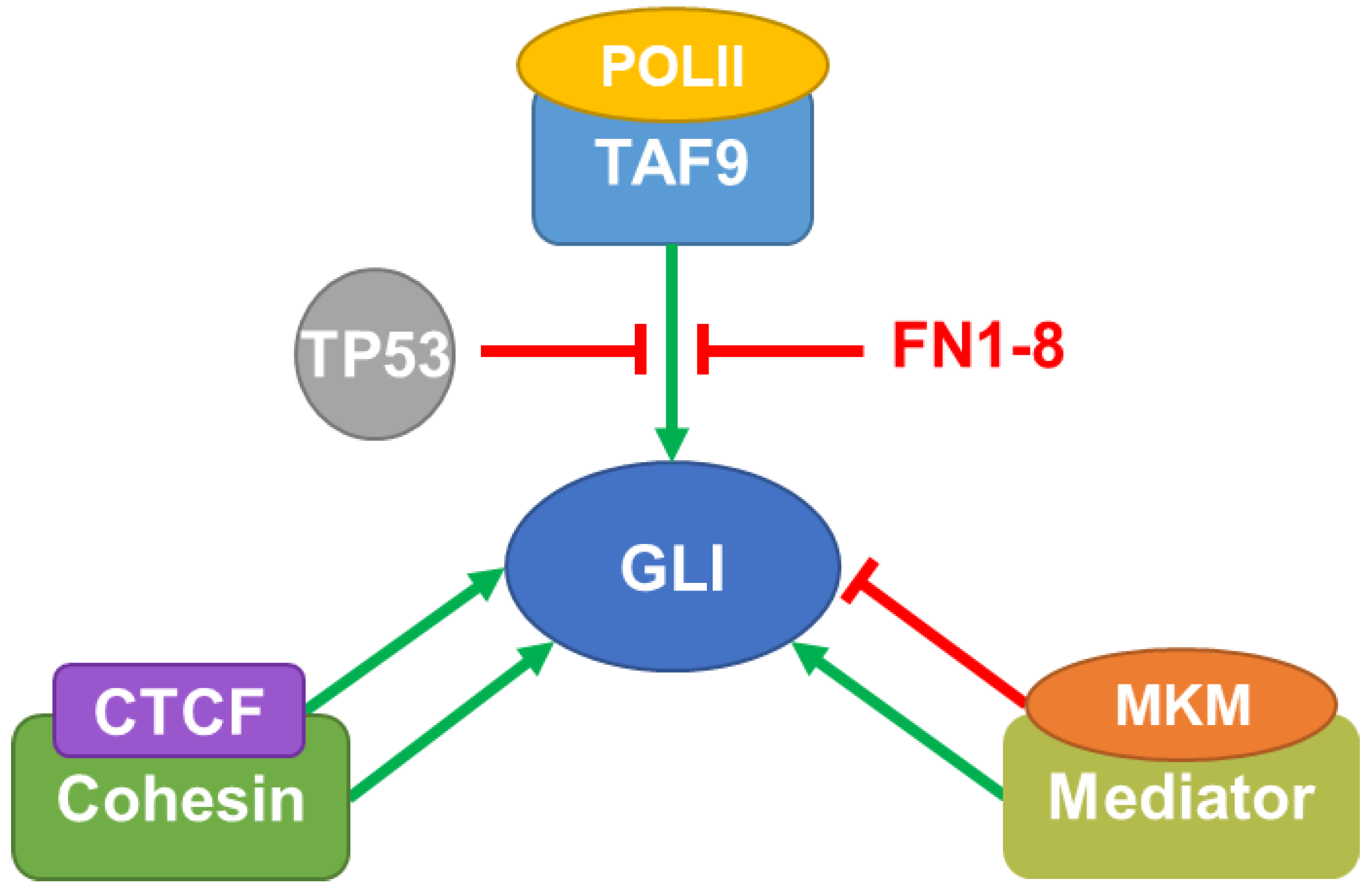 Multiprotein GLI Transcriptional Complexes as Therapeutic Targets in Cancer