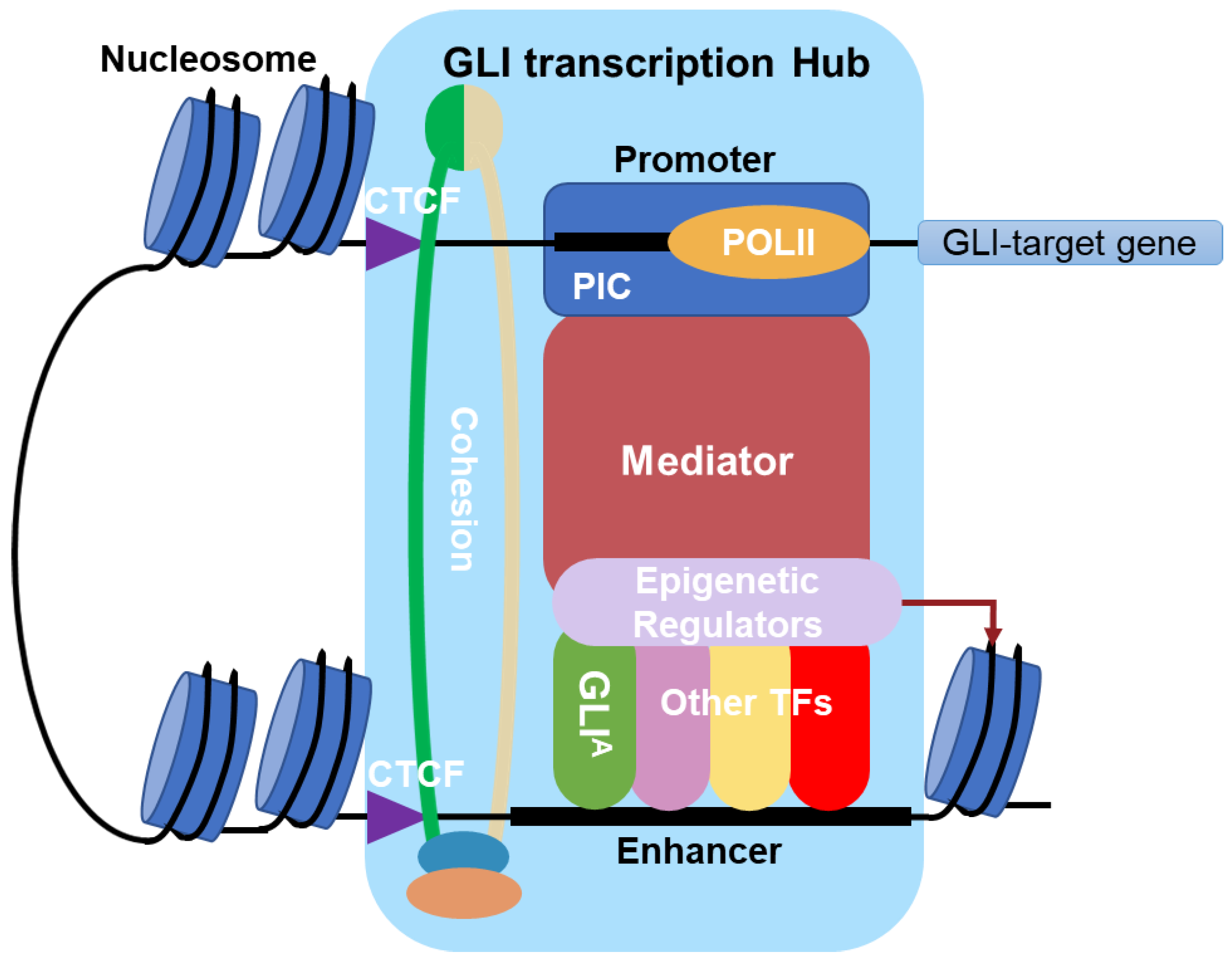 Multiprotein GLI Transcriptional Complexes as Therapeutic Targets in Cancer