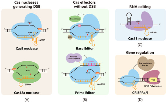 CRISPR-Based Tools for Fighting Rare Diseases