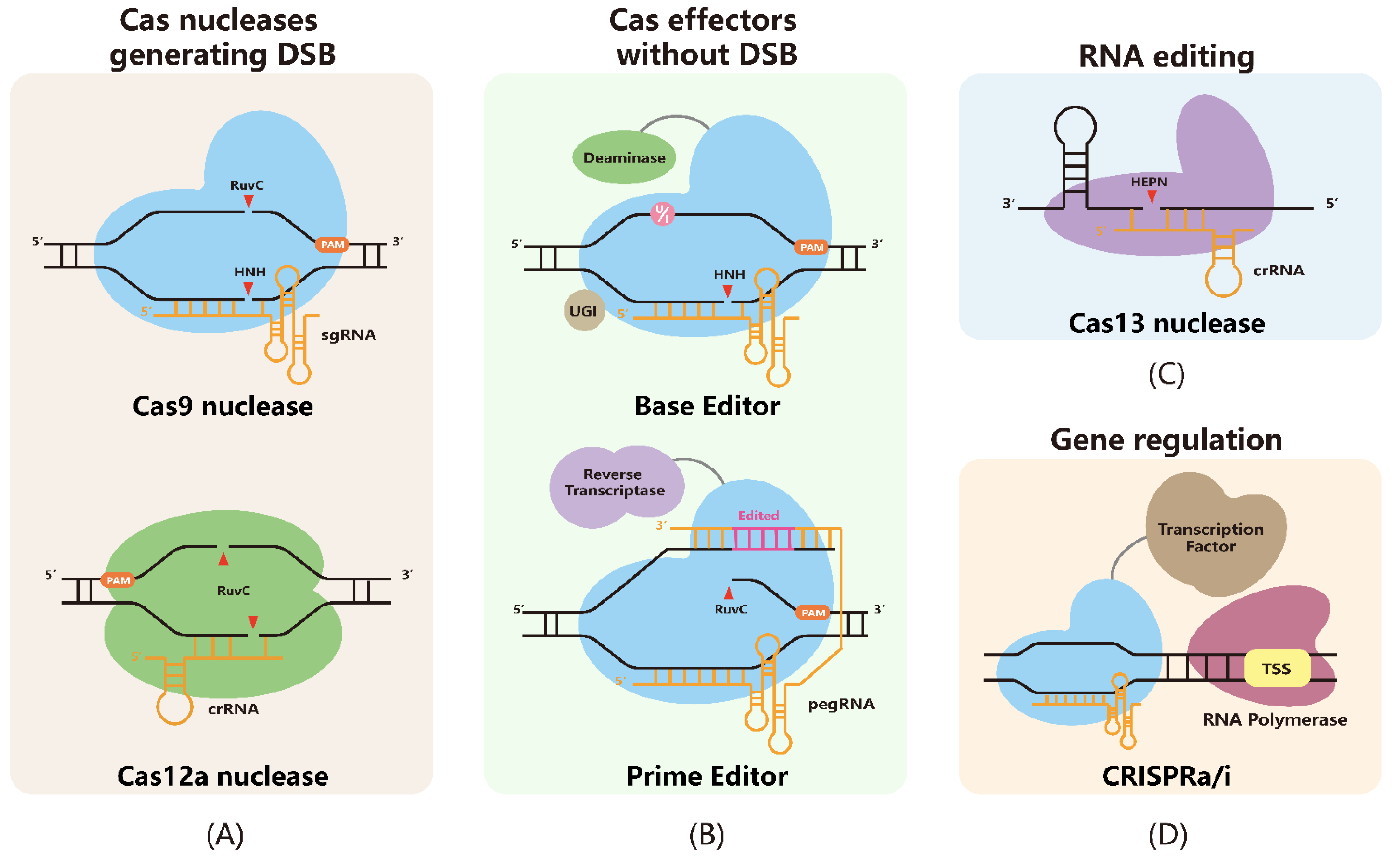 CRISPR-Based Tools for Fighting Rare Diseases