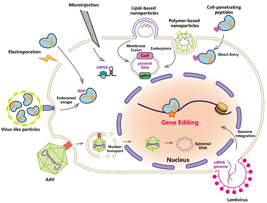 CRISPR-Based Tools for Fighting Rare Diseases