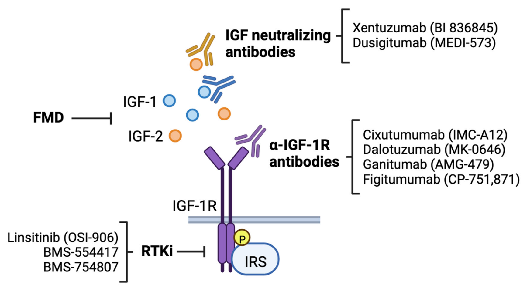 The Insulin-like Growth Factor Signaling Pathway in Breast Cancer: An ...