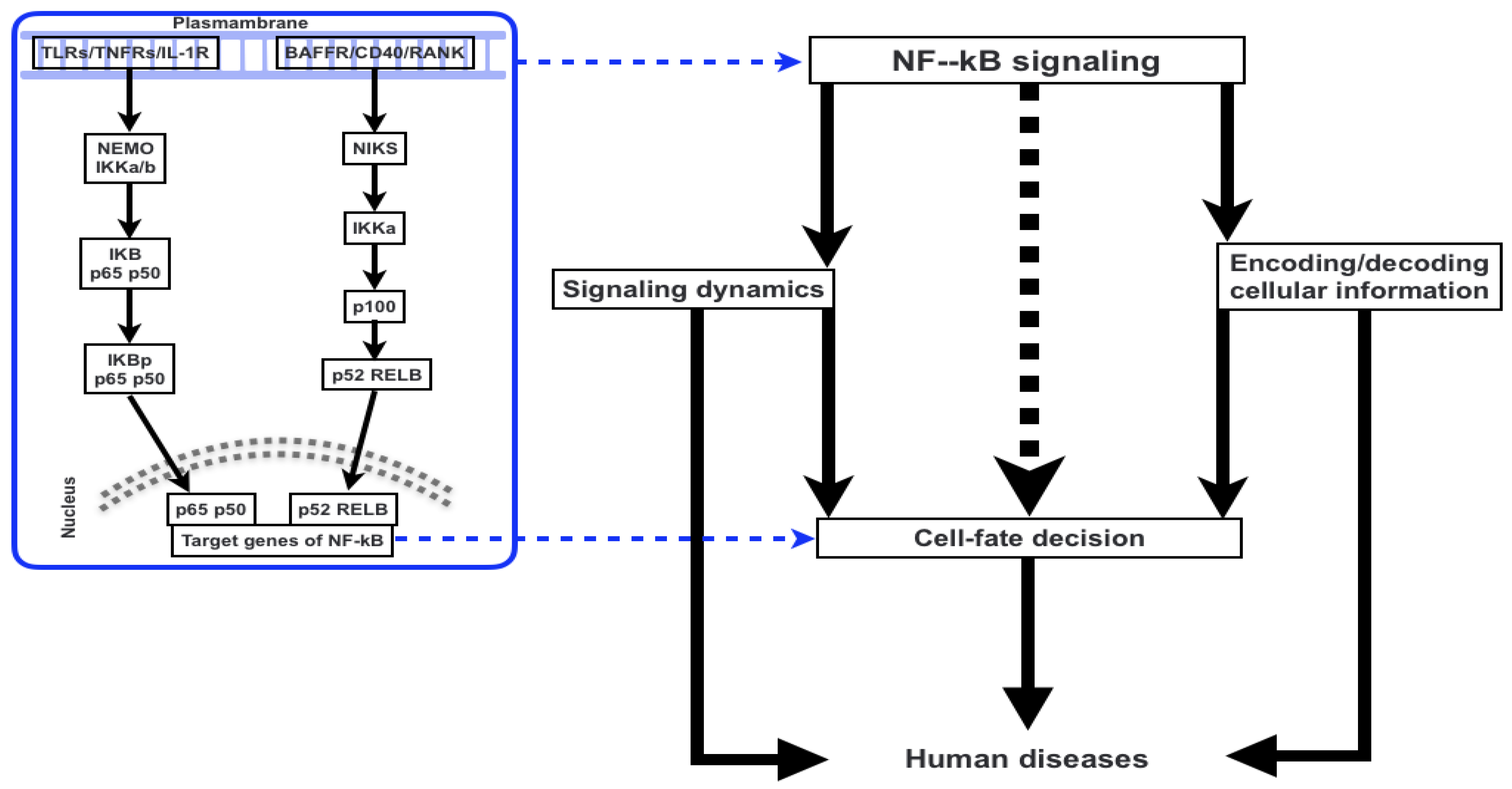 NF-kB in Signaling Patterns and Its Temporal Dynamics Encode/Decode ...