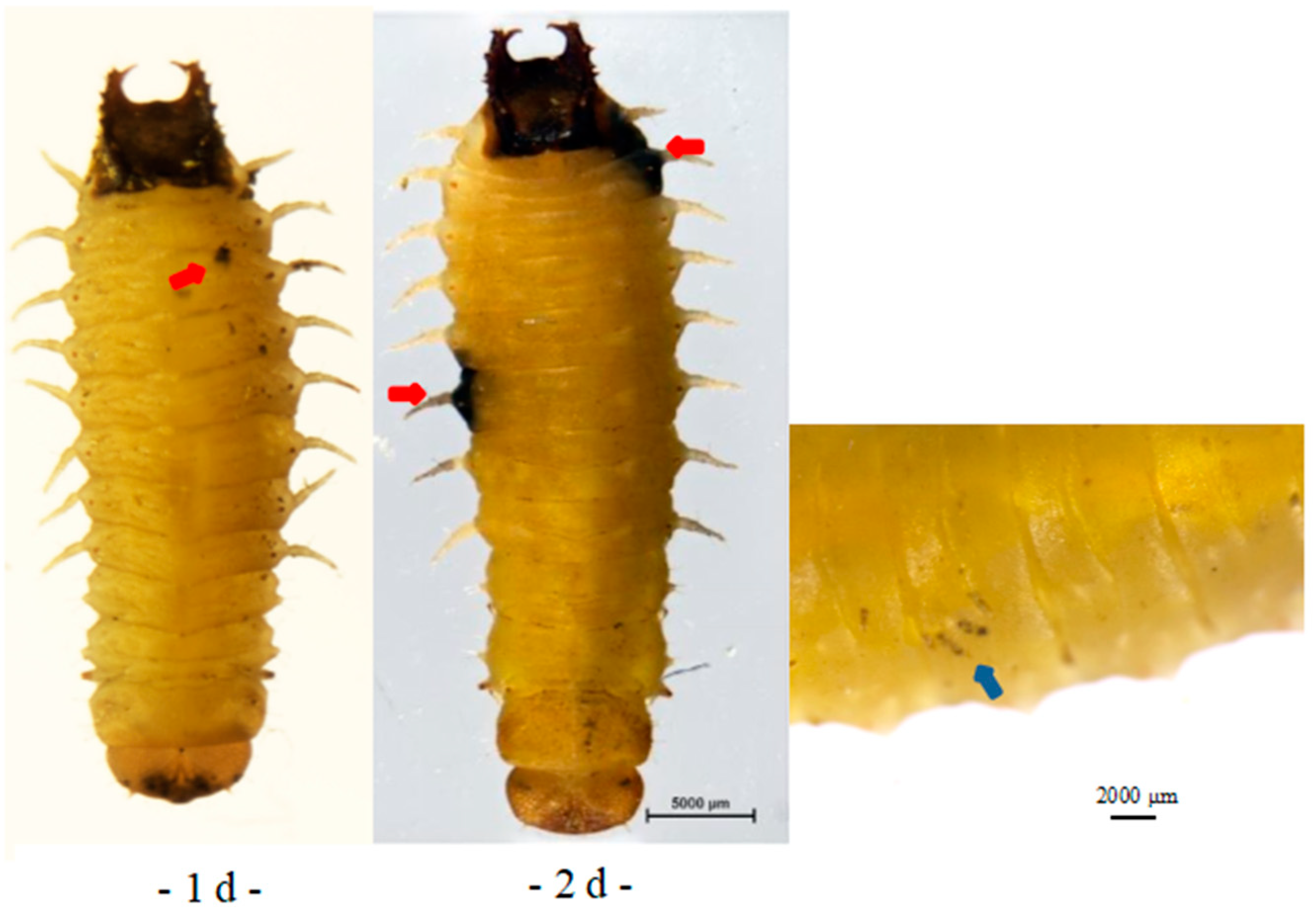 The Cellular Immunological Responses and Developmental Differences ...