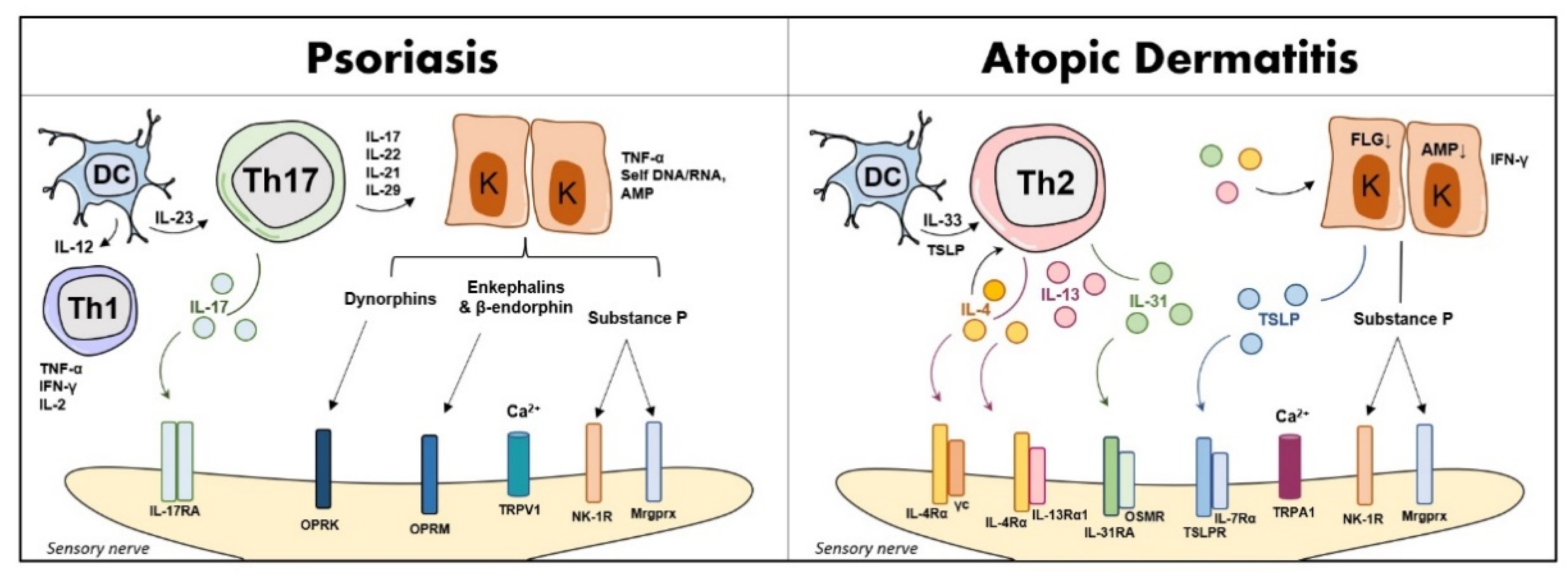 Life | Free Full-Text | The Impact of Psoriasis and Atopic Dermatitis ...