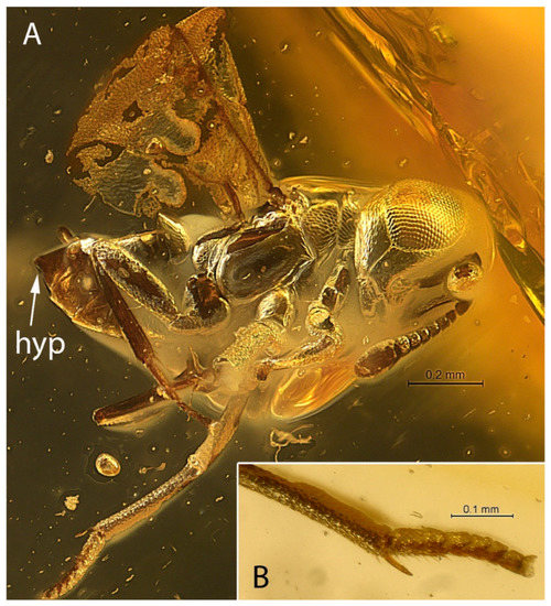Balticalcarus archibaldi Simutnik Gen. et sp. n. (Chalcidoidea ...