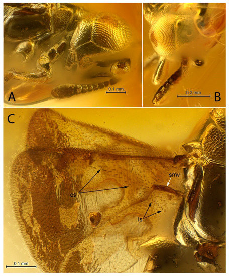 Balticalcarus archibaldi Simutnik Gen. et sp. n. (Chalcidoidea ...