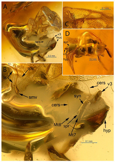 Balticalcarus archibaldi Simutnik Gen. et sp. n. (Chalcidoidea ...