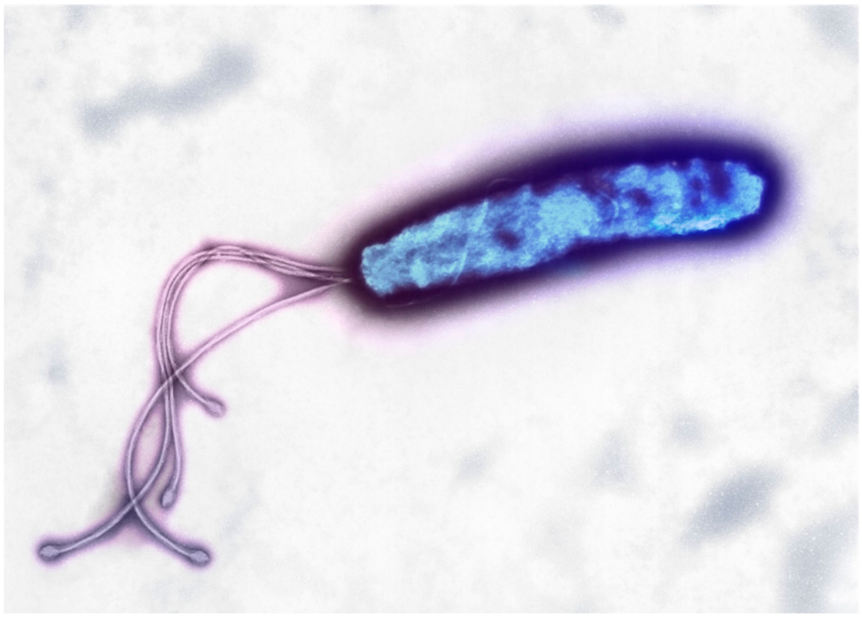 Helicobacter Pylori: A Review of Current Treatment Options in Clinical ...