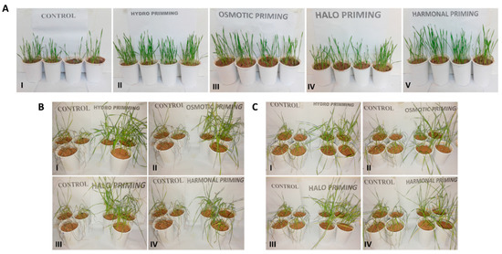 Hydropriming and Osmotic Priming Induce Resistance against Aspergillus ...