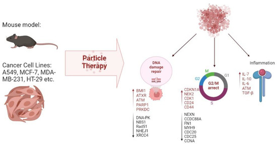 Particle Therapy: Clinical Applications and Biological Effects