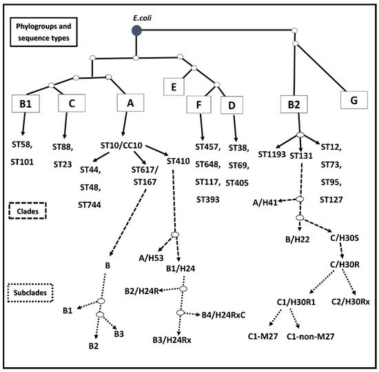 Emergence and Dissemination of Extraintestinal Pathogenic High-Risk ...